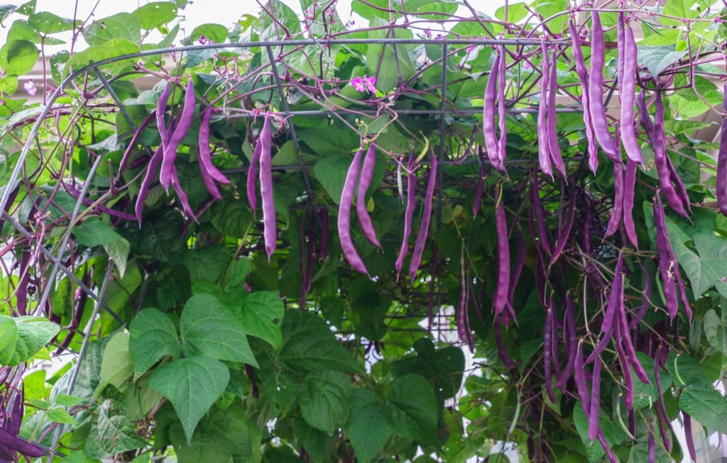 Beans: Tall or Short? - Laidback Gardener