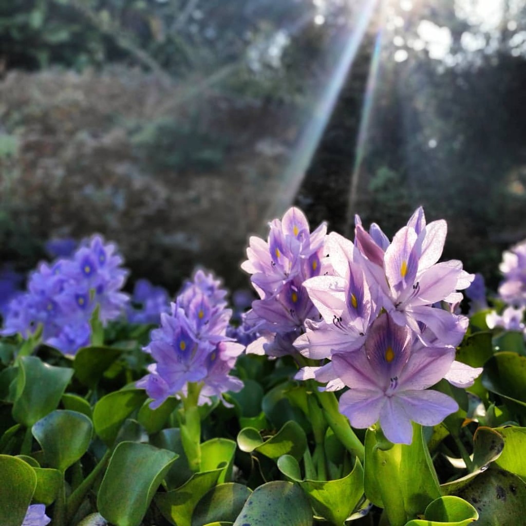 Blooming Water Hyacinths in a Cool Climate - Laidback Gardener