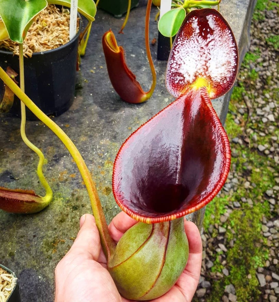 The Potty Plant - Laidback Gardener