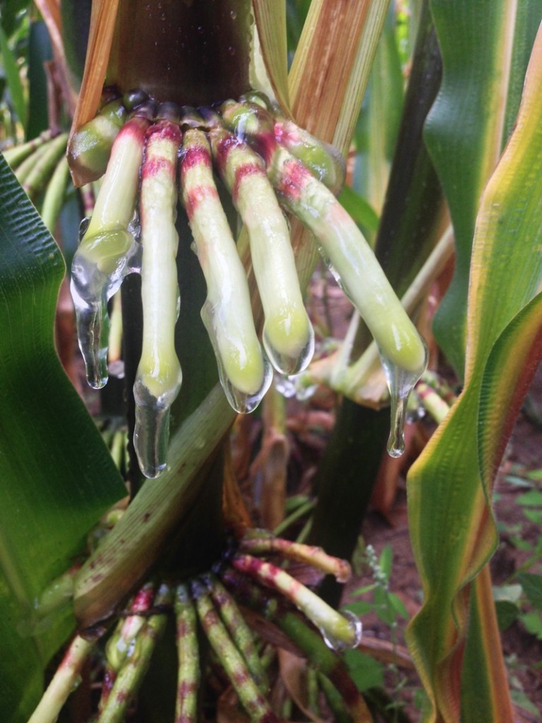 Corn Slime Fixes Nitrogen... And May Save the World! - Laidback Gardener