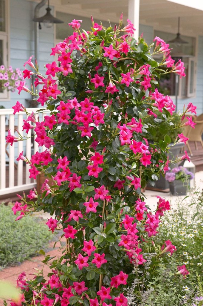 Helping Your Mandevilla Through the Winter - Laidback Gardener