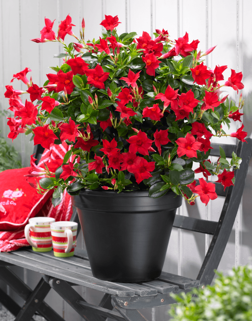 Helping Your Mandevilla Through the Winter - Laidback Gardener