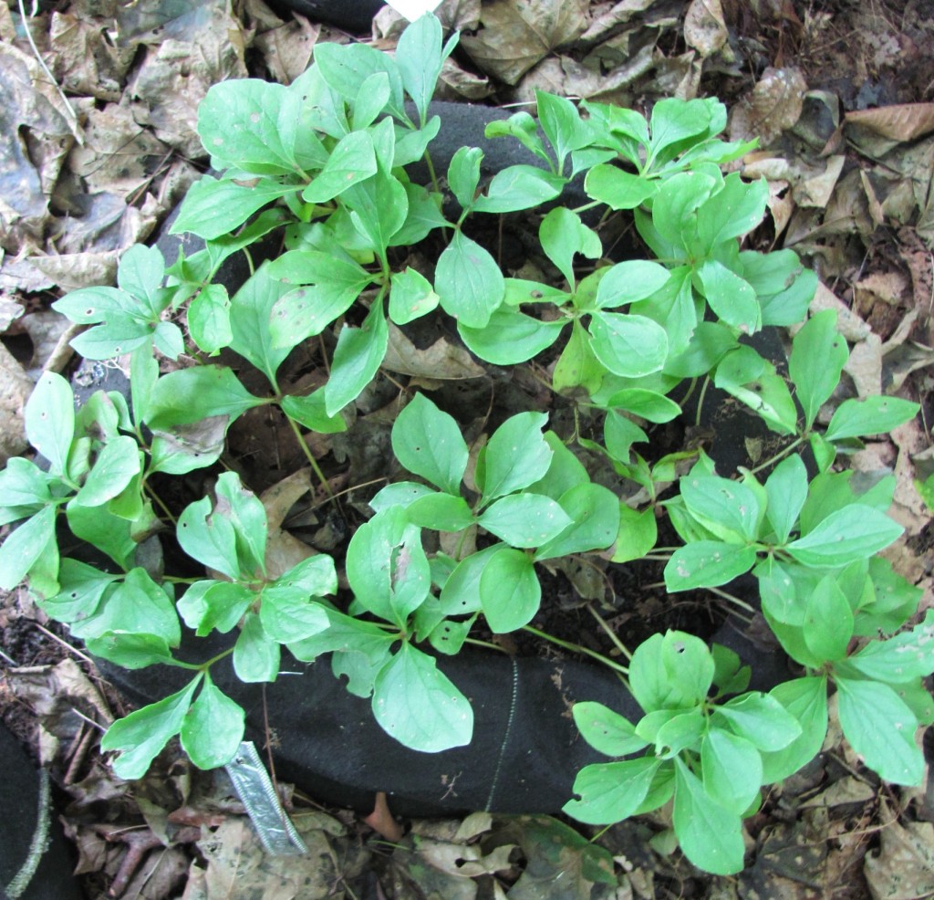 Peonies From Seed? - Laidback Gardener