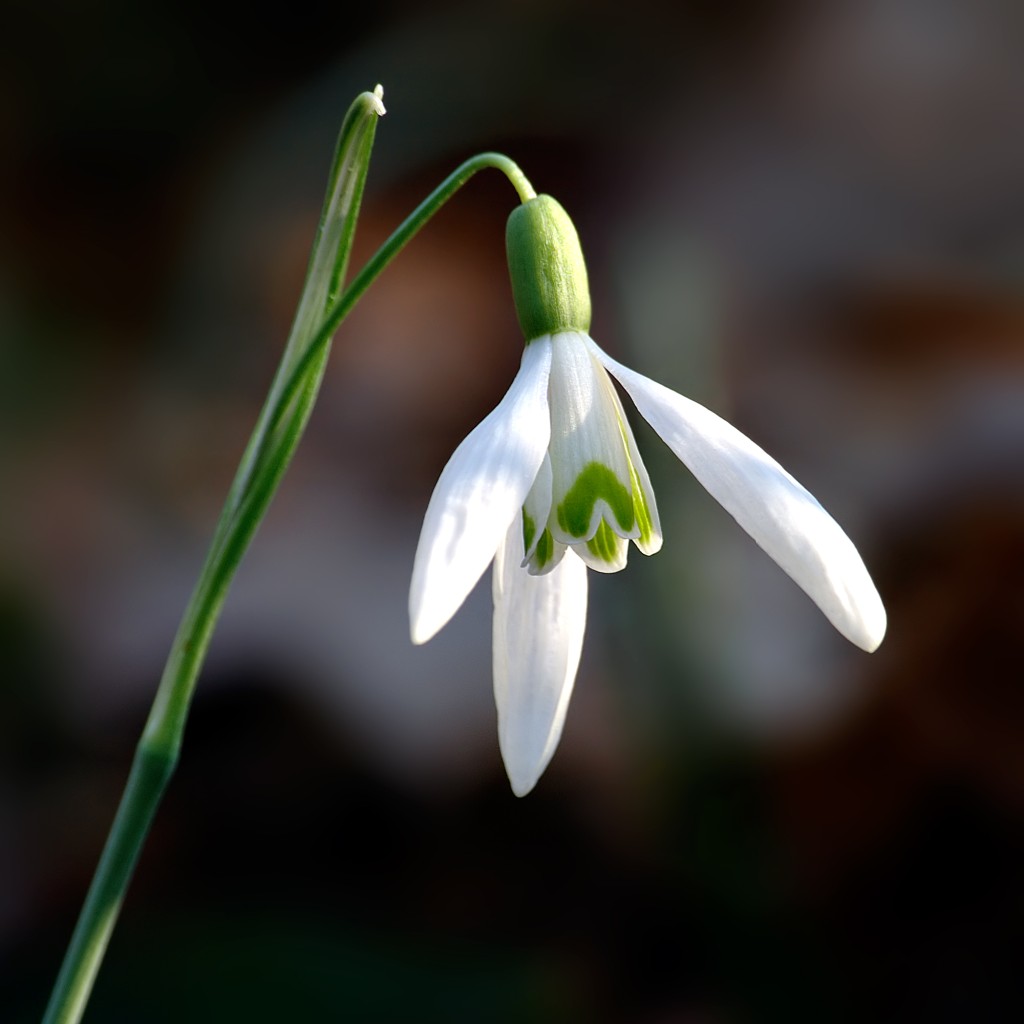 Plant Snowdrops for the First Flowers of Spring - Laidback Gardener