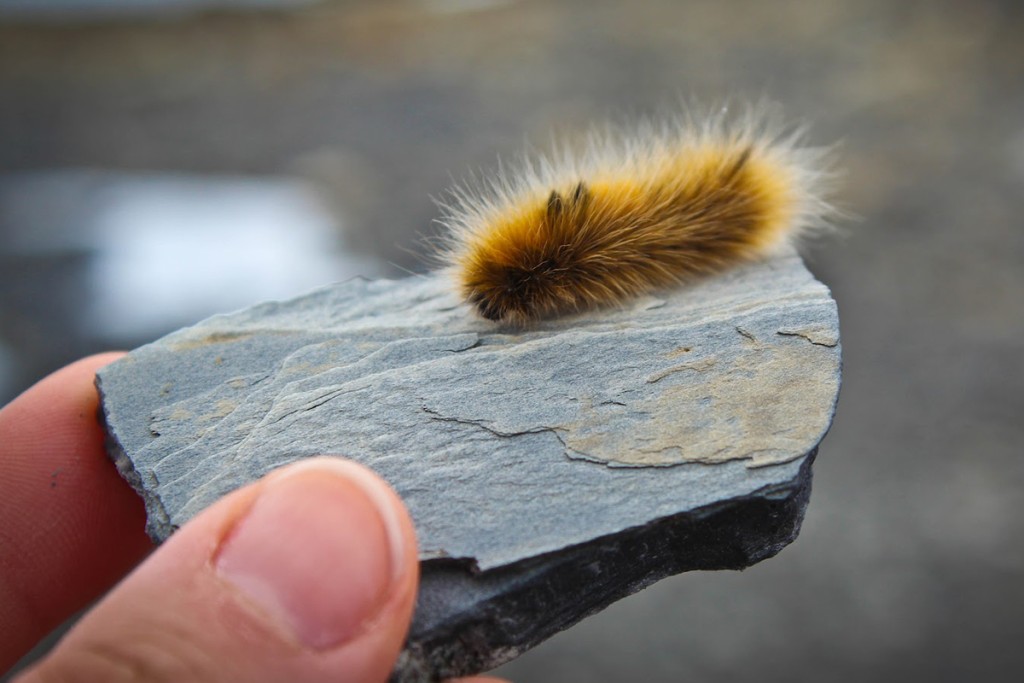 Where Do Insects Go in the Winter? - Laidback Gardener