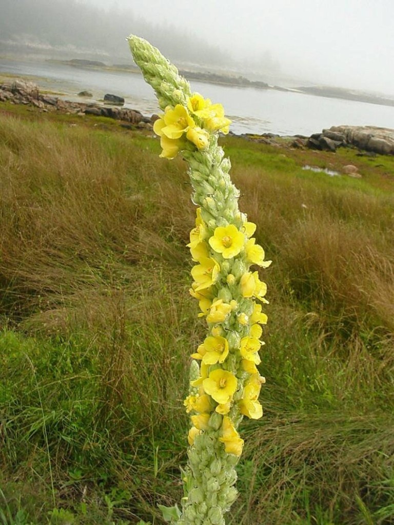 My Favorite Weed: Common Mullein - Laidback Gardener