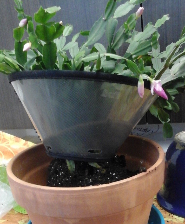 E-Collar as a Potting Tool - Laidback Gardener