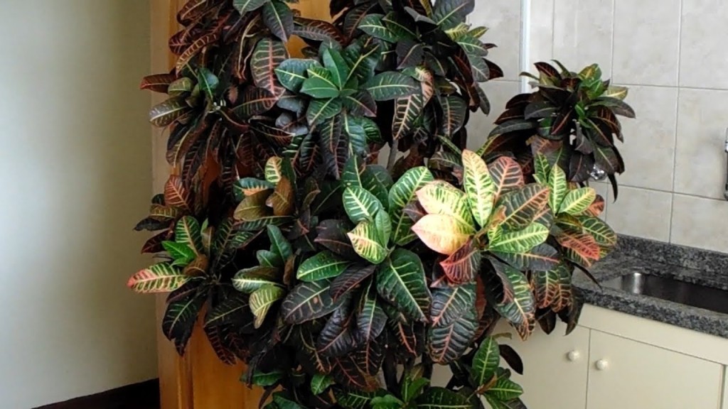 Stopping Croton Leaf Loss - Laidback Gardener