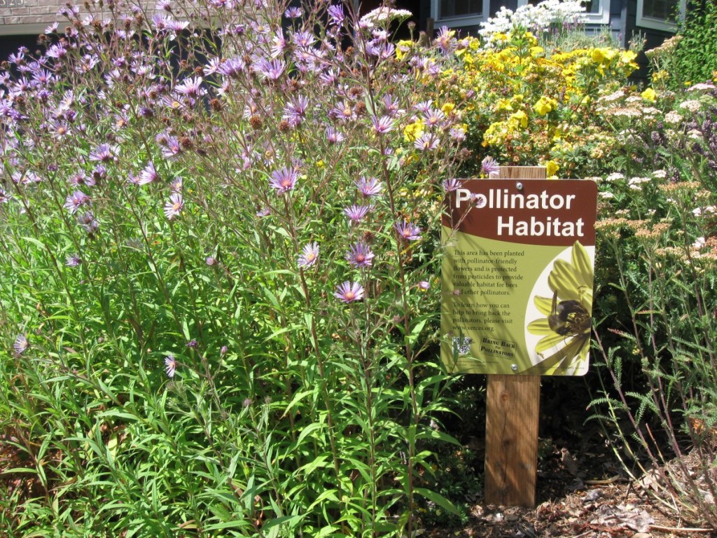One Million Pollinator Garden Challenge: Goal Reached! - Laidback Gardener