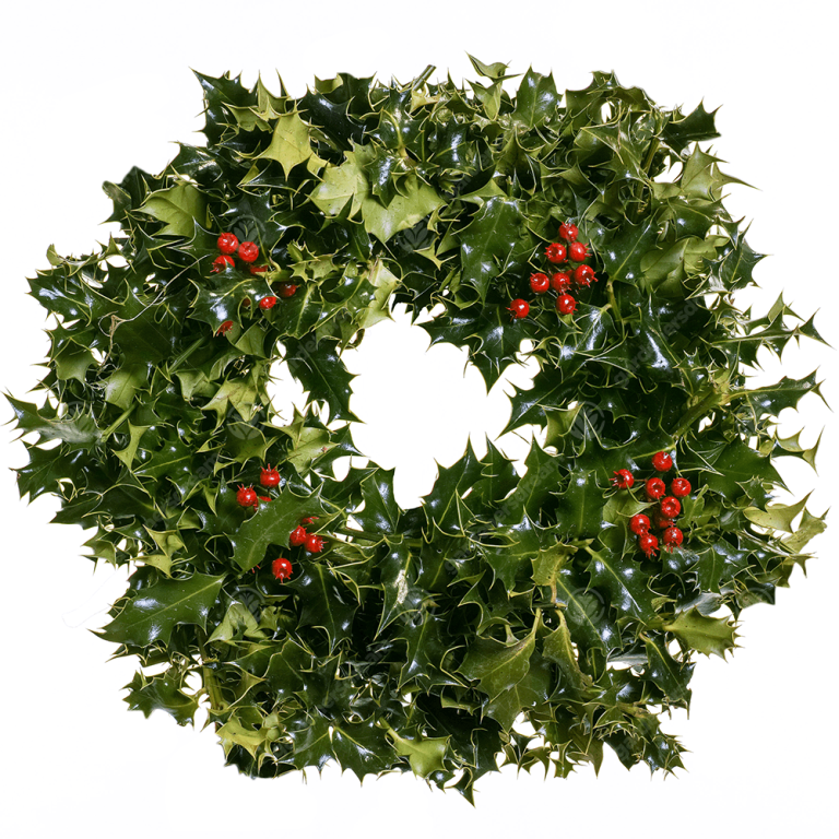 The Story Behind Christmas Holly - Laidback Gardener