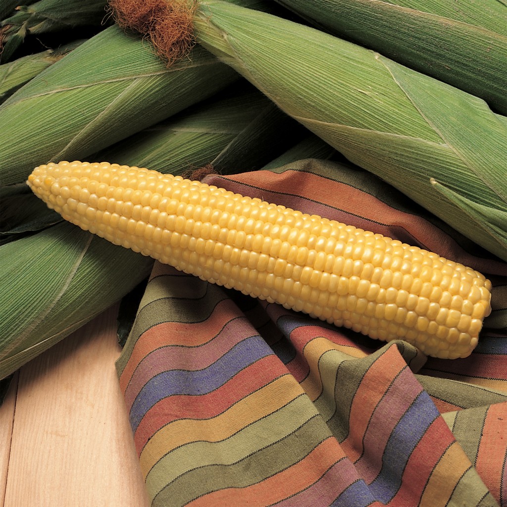 2020: Year of the Corn - Laidback Gardener