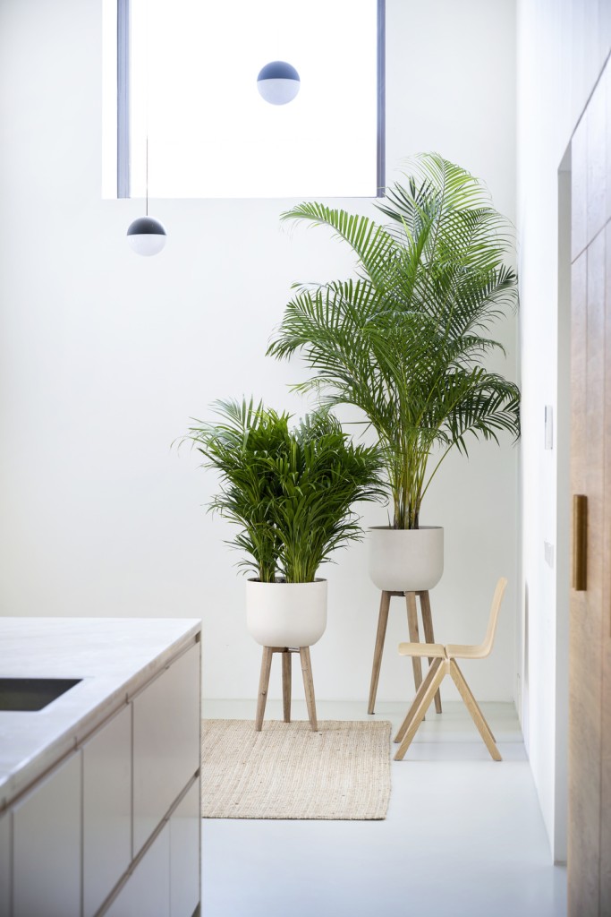 Areca Palm: February Houseplant of the Month - Laidback Gardener