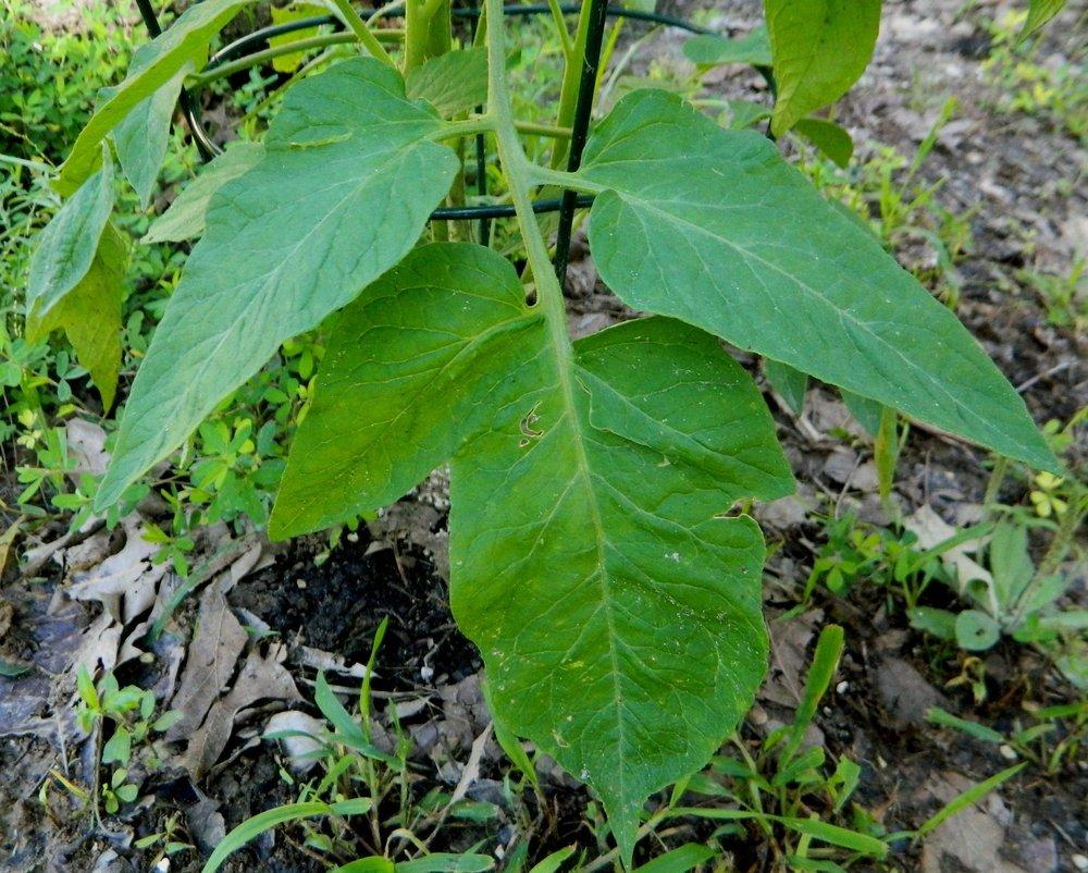 Tomatoes With Potato Leaves Laidback Gardener