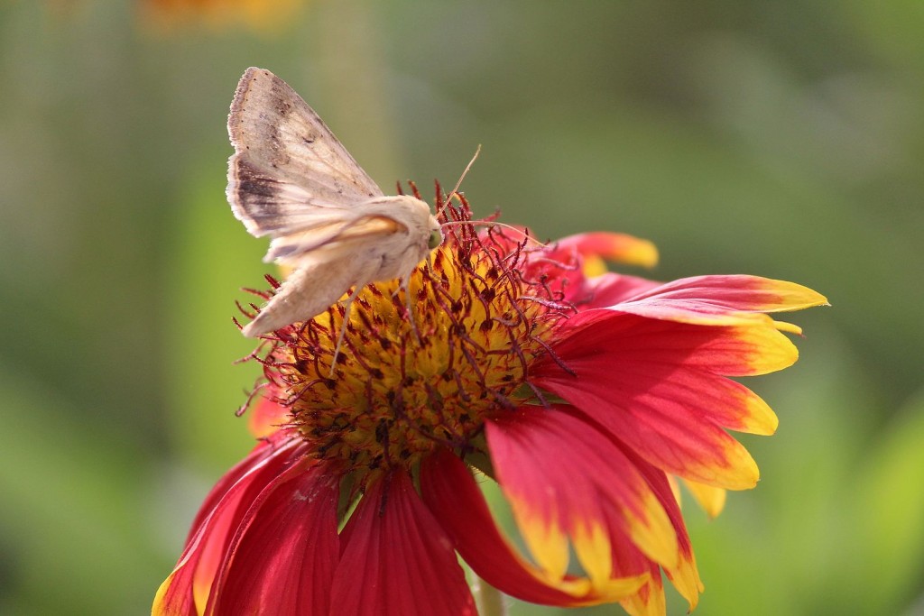 Moths: The Forgotten Pollinators - Laidback Gardener