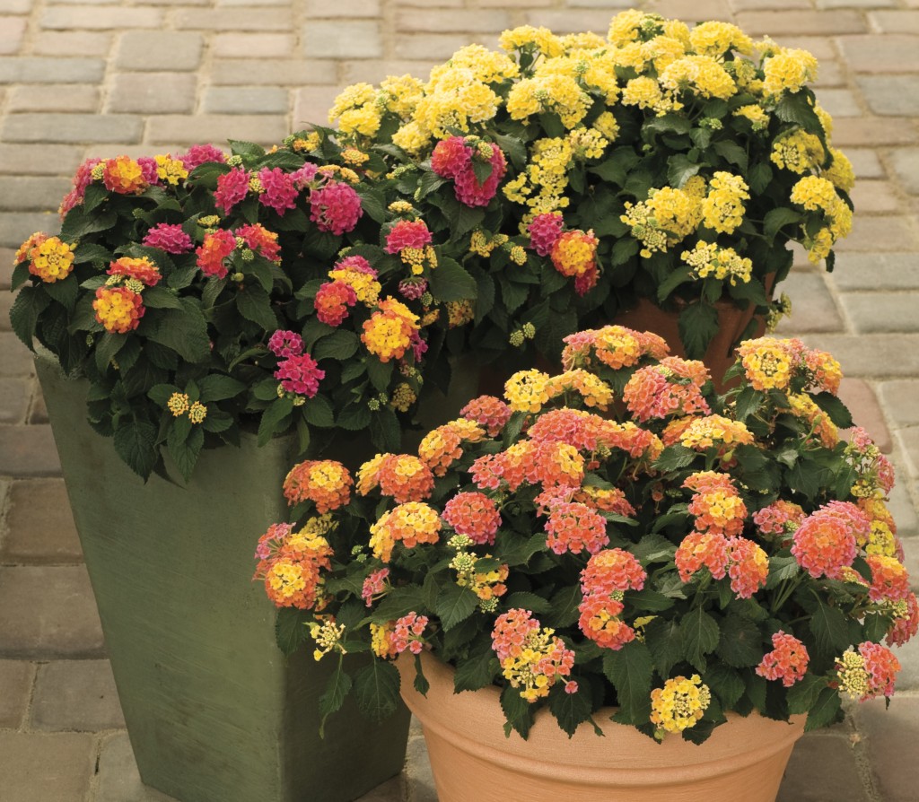 2020: Year of the Lantana - Laidback Gardener