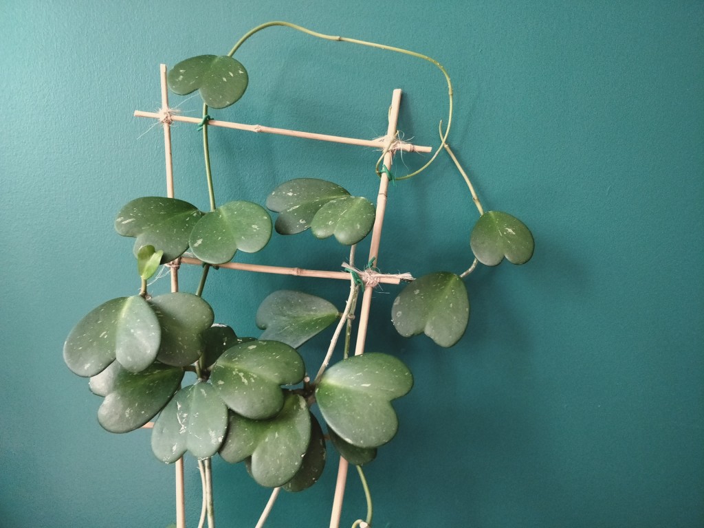 Plants That Speak of Love! - Laidback Gardener