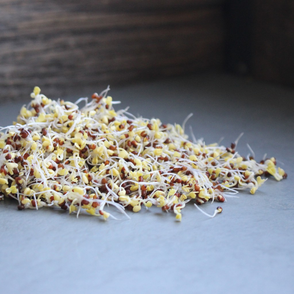 Indoor Gardening All Year Long with Microgreens - Laidback Gardener