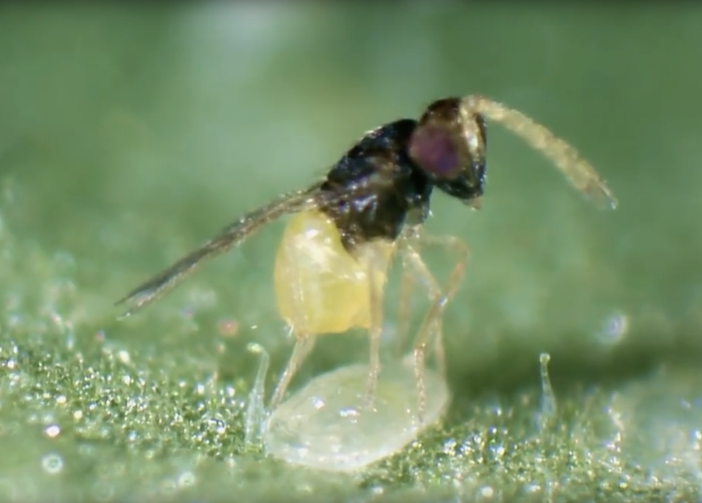 Early Warning! Whiteflies Are Back! - Laidback Gardener
