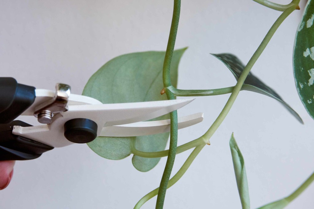 Giving Your Houseplants a Trim - Laidback Gardener