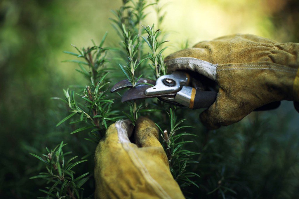 Giving Your Houseplants a Trim - Laidback Gardener