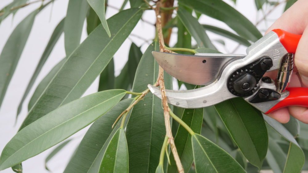 Giving Your Houseplants a Trim - Laidback Gardener