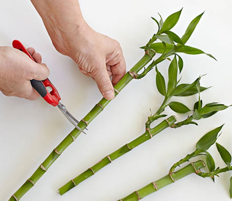 Transplanting a Lucky Bamboo - Laidback Gardener