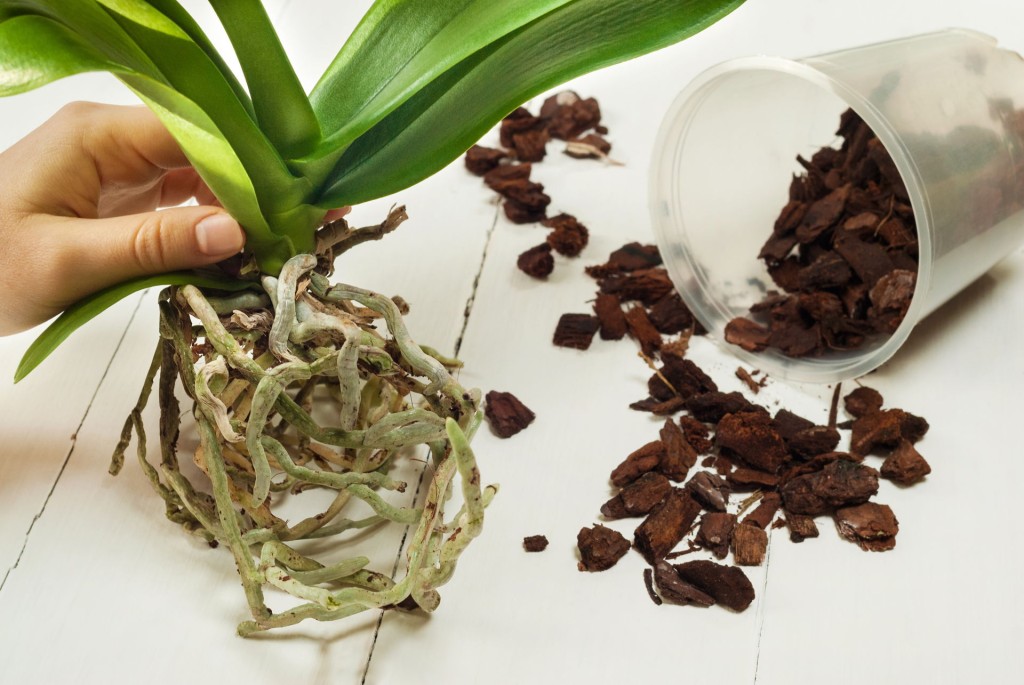 Repotting an Orchid: So Simple! - Laidback Gardener