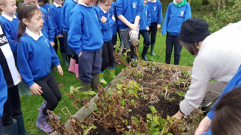 A Saint Patrick’s Day Story: The Famine Potato Rises Again - Laidback ...