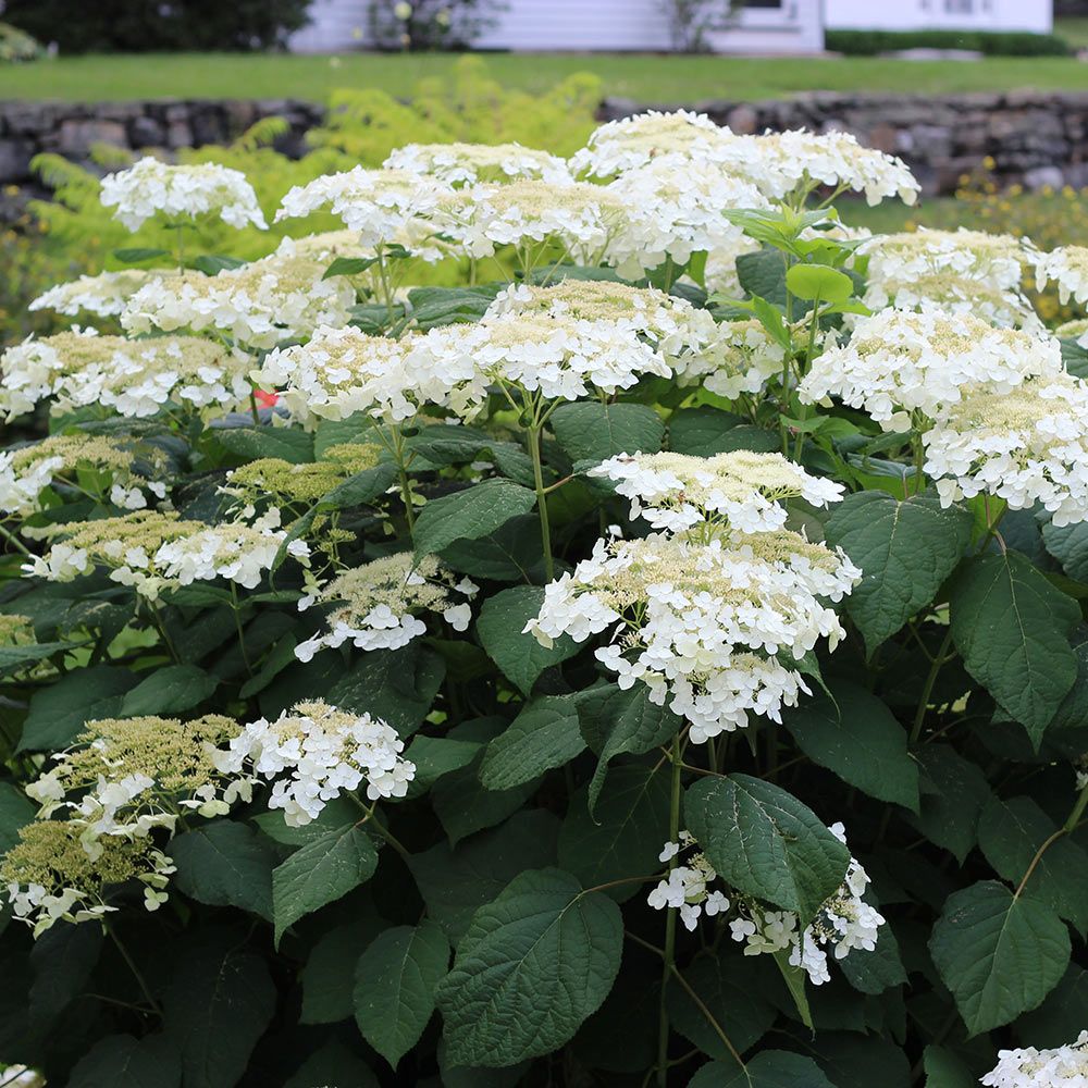 The Best Time for Hydrangea Pruning - Laidback Gardener
