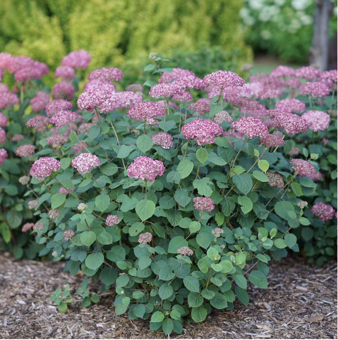 The Best Time for Hydrangea Pruning - Laidback Gardener
