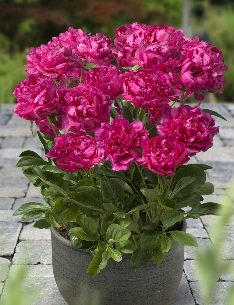 Patio Peonies: A New Look at an Old Favorite - Laidback Gardener