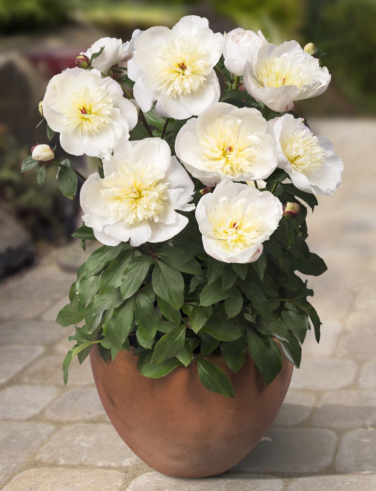 Patio Peonies: A New Look at an Old Favorite - Laidback Gardener