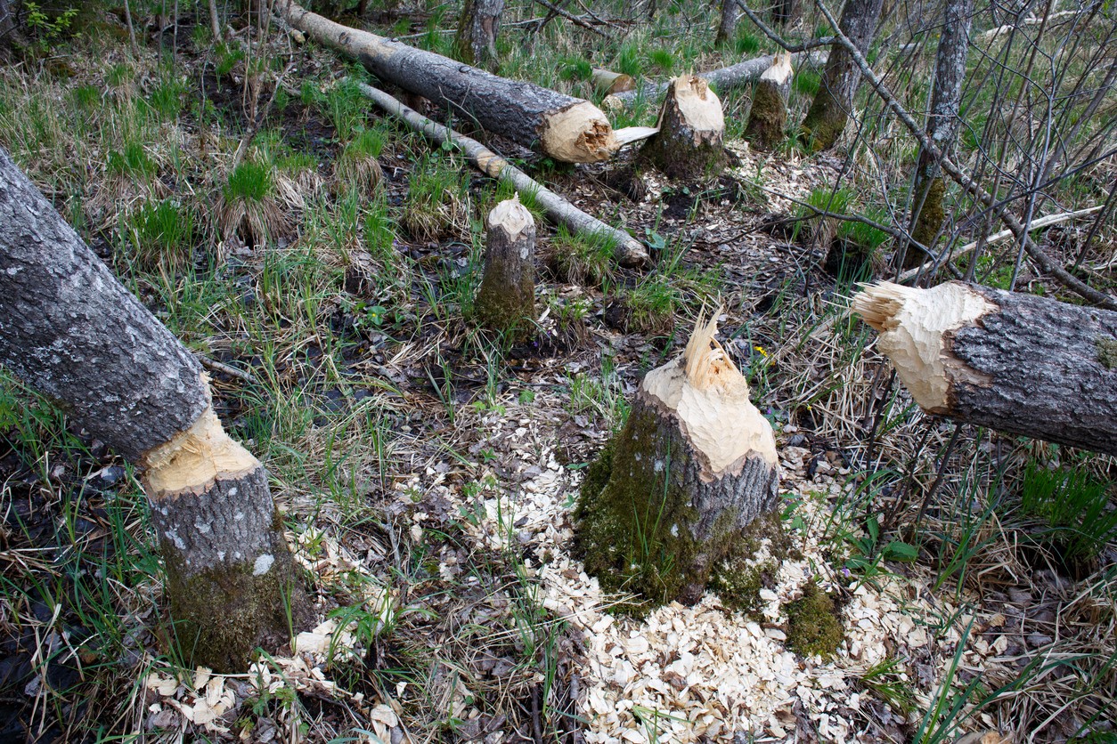 Beaver Proofing Your Garden - Laidback Gardener