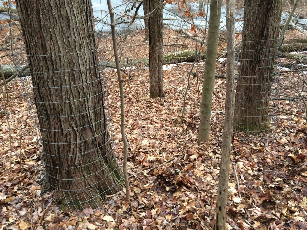 Beaver Proofing Your Garden - Laidback Gardener