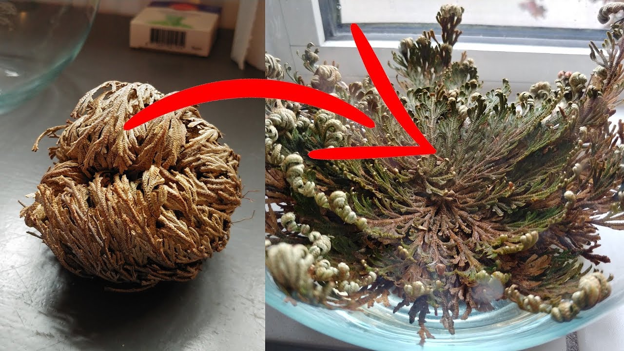 The Resurrection Plant: More Dead Than Alive - Laidback Gardener