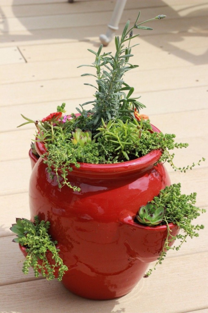 A Strawberry Jar That Really Works - Laidback Gardener