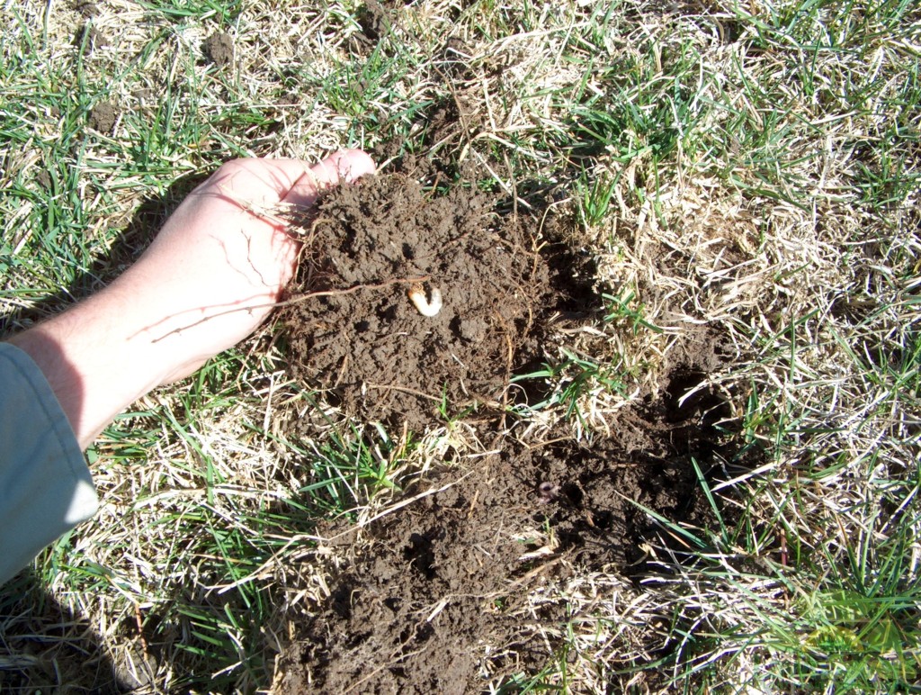 New Product for White Grub Control - Laidback Gardener
