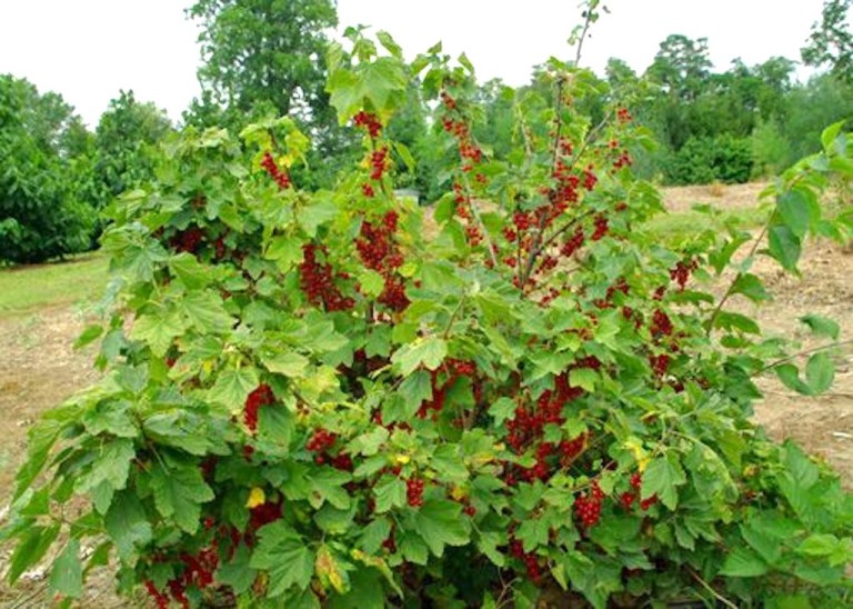 Dealing With Currant and Gooseberry Pests - Laidback Gardener