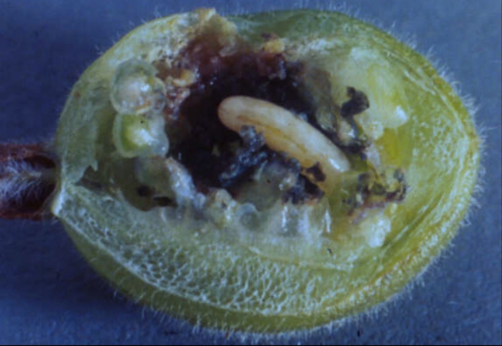 Dealing With Currant and Gooseberry Pests - Laidback Gardener