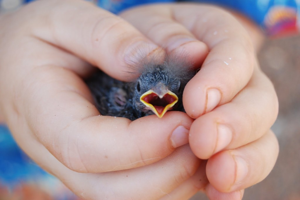 When a Baby Bird Falls From the Nest - Laidback Gardener