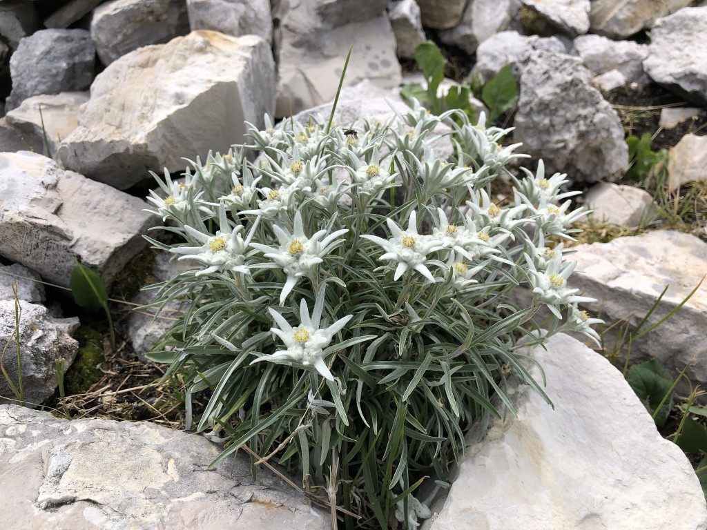 Alpine plants Archives - Laidback Gardener