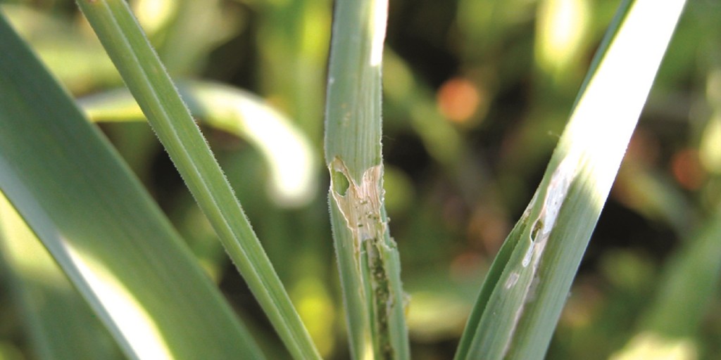 What’s Putting Holes in My Plants’ Leaves? - Laidback Gardener