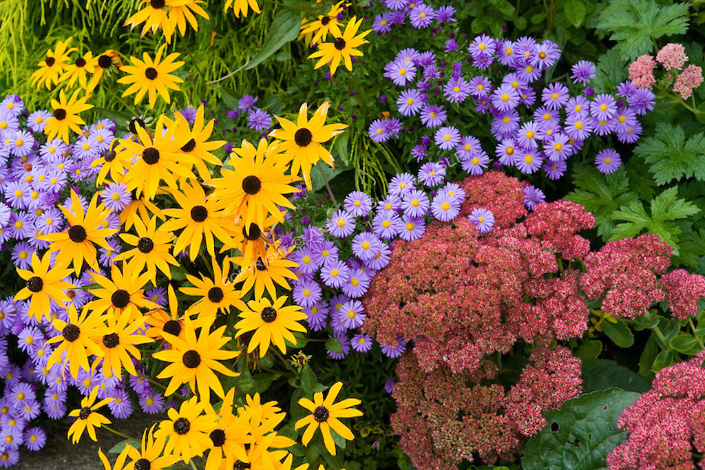 8 Fall-Flowering Perennials to Discover - Laidback Gardener