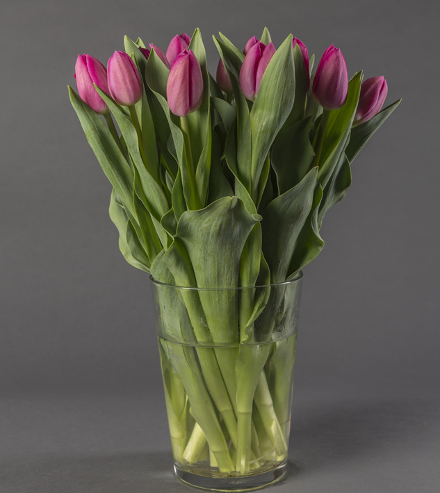 The Tulip Fields of Atlantic Canada - Laidback Gardener