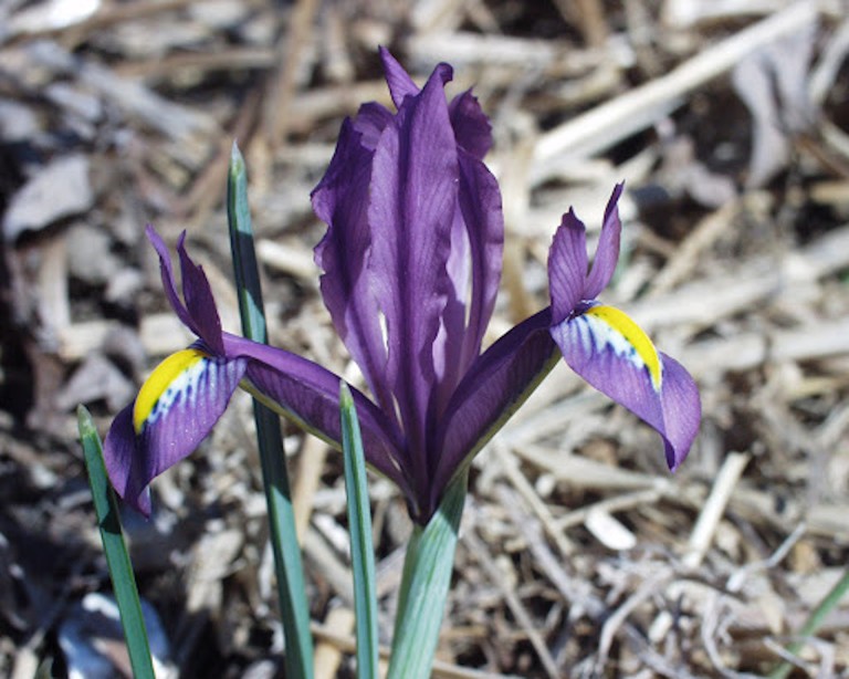 The First Irises of Spring - Laidback Gardener