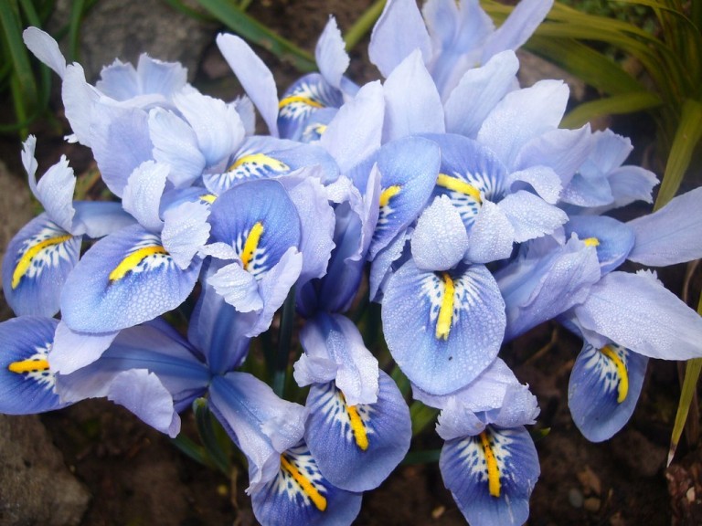 The First Irises of Spring - Laidback Gardener