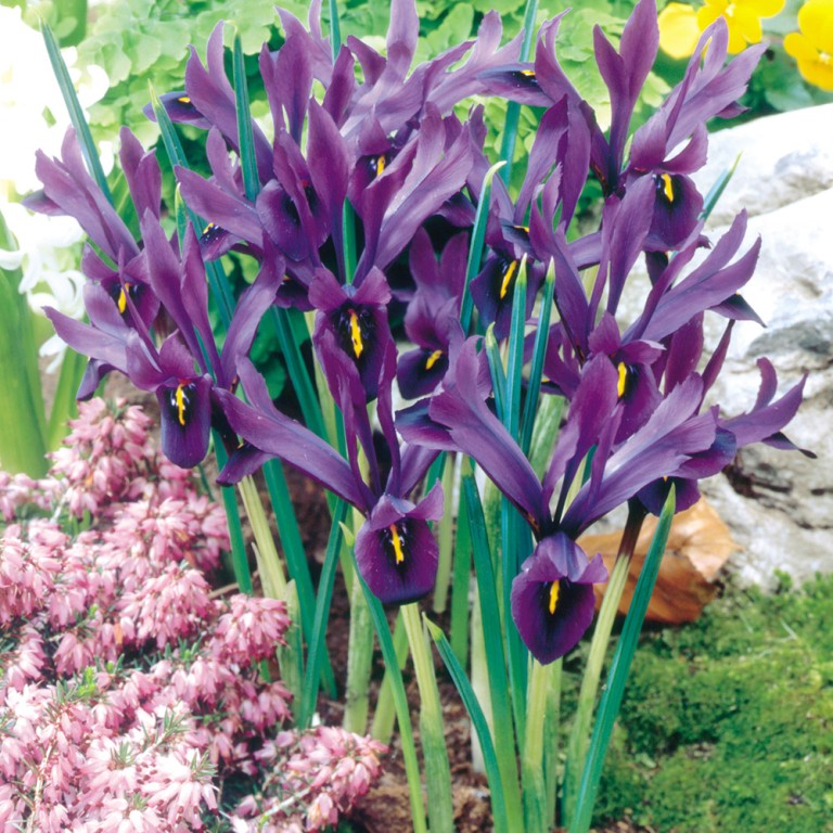 The First Irises of Spring - Laidback Gardener