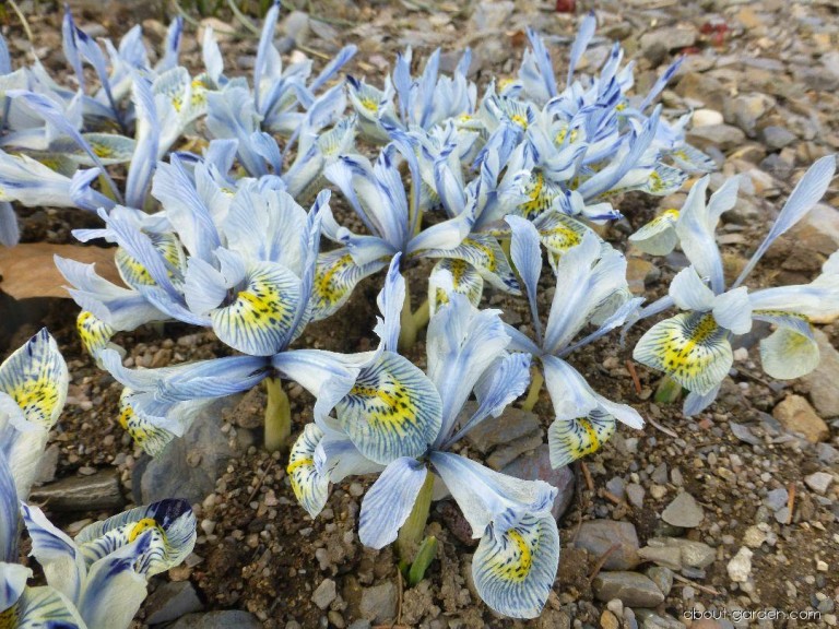 The First Irises of Spring - Laidback Gardener