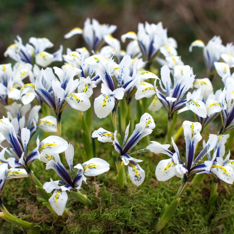 The First Irises of Spring - Laidback Gardener