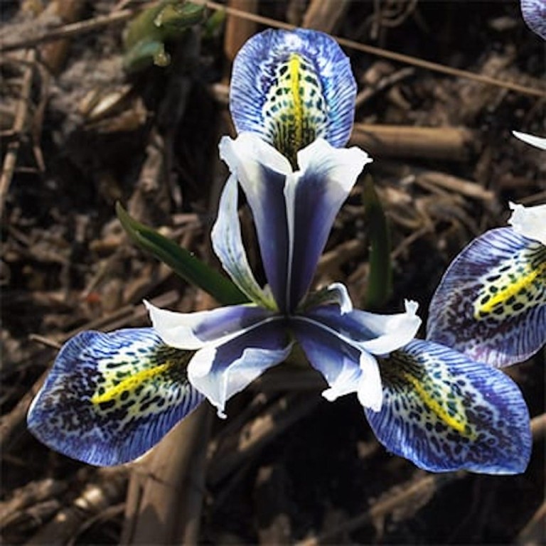 The First Irises of Spring - Laidback Gardener